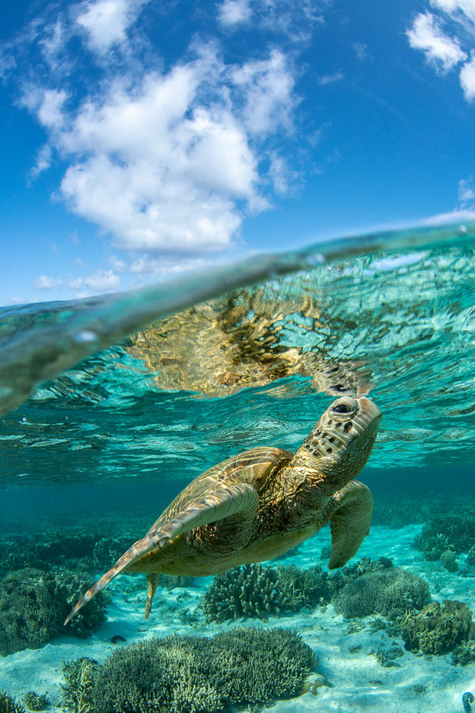 Turtle Split - | Fine Art Landscape Photography
